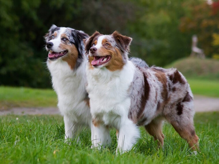 How to Deal With Sibling Rivalry in Dogs: 7 Vet-Approved Tips | Hepper ...