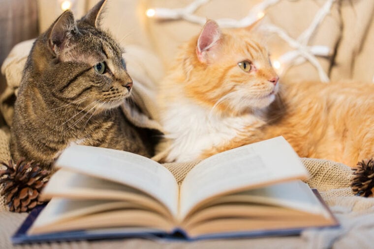 How Smart Are Cats? Our Vet Explains | Hepper Pet Resources