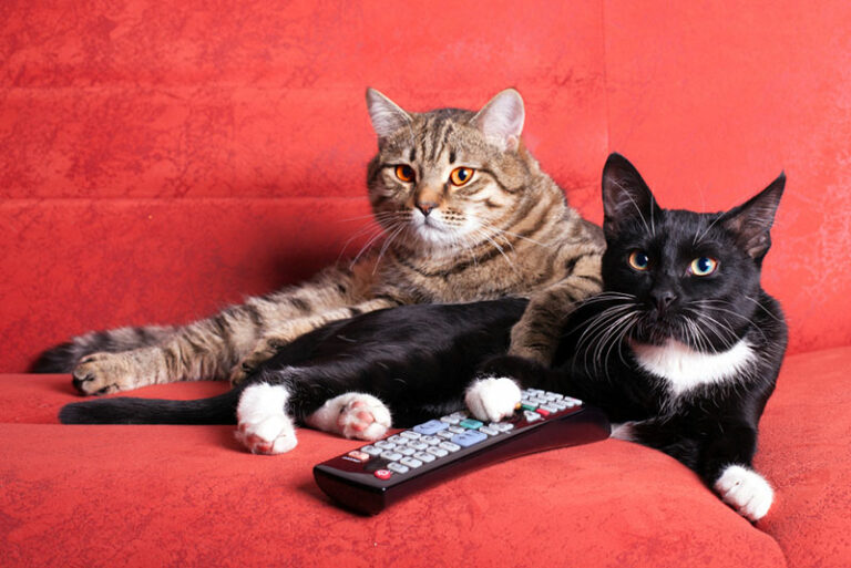 230+ Brother & Sister Cat Names for Sibling Cats | Hepper Pet Resources
