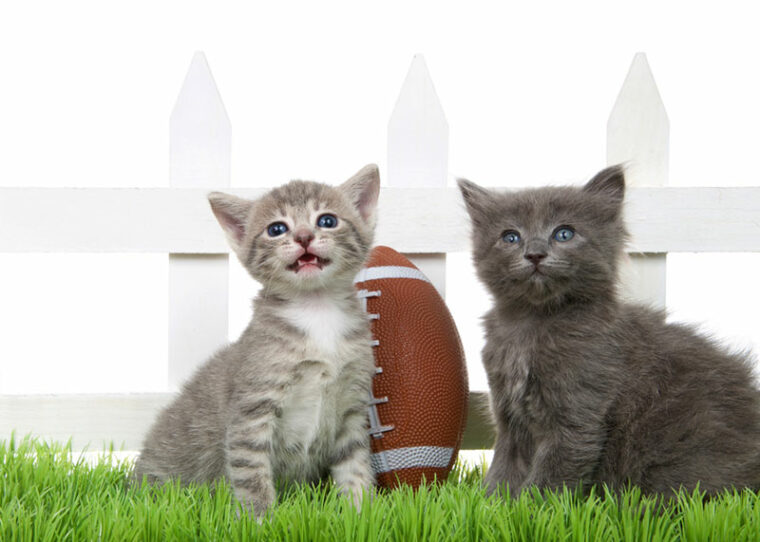 230+ Brother & Sister Cat Names for Sibling Cats | Hepper Pet Resources