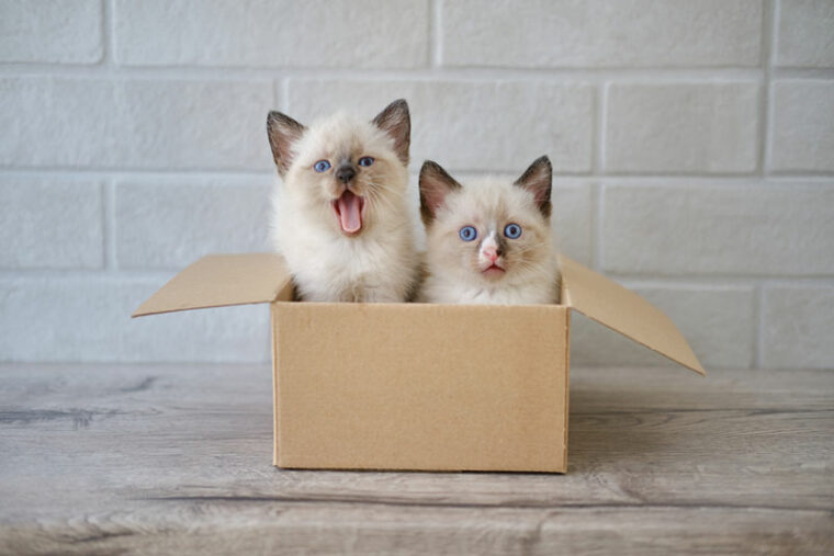 230+ Brother & Sister Cat Names for Sibling Cats | Hepper Pet Resources