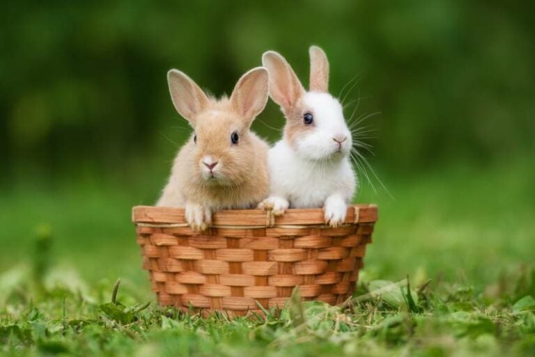 When Do Rabbits Stop Growing? Vet-Reviewed Life Stages & Size Guide ...