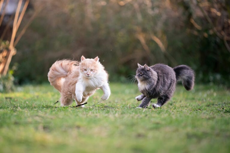 230+ Brother & Sister Cat Names for Sibling Cats | Hepper Pet Resources