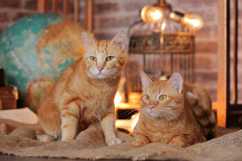 230+ Brother & Sister Cat Names for Sibling Cats | Hepper Pet Resources