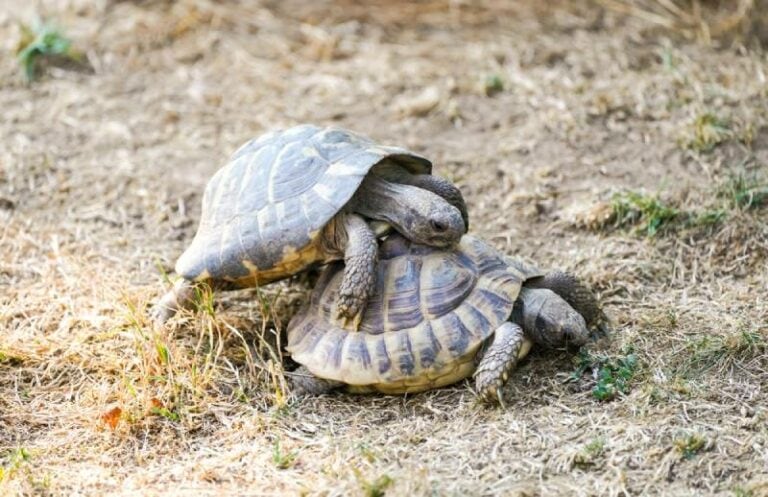 12 Incredible Turtle Facts You'll Be Surprised to Know | Hepper Pet Resources