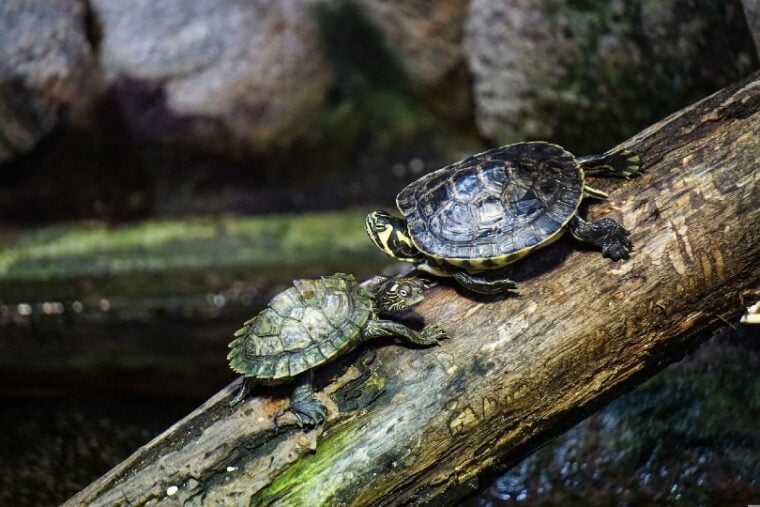 12 Incredible Turtle Facts You'll Be Surprised to Know | Hepper Pet ...