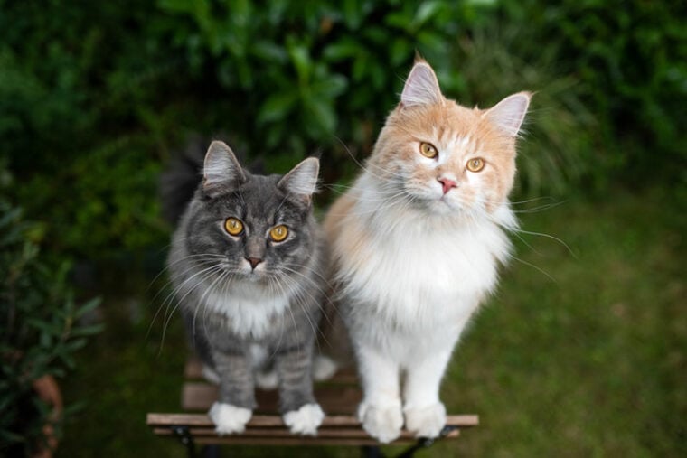 230+ Brother & Sister Cat Names for Sibling Cats | Hepper Pet Resources