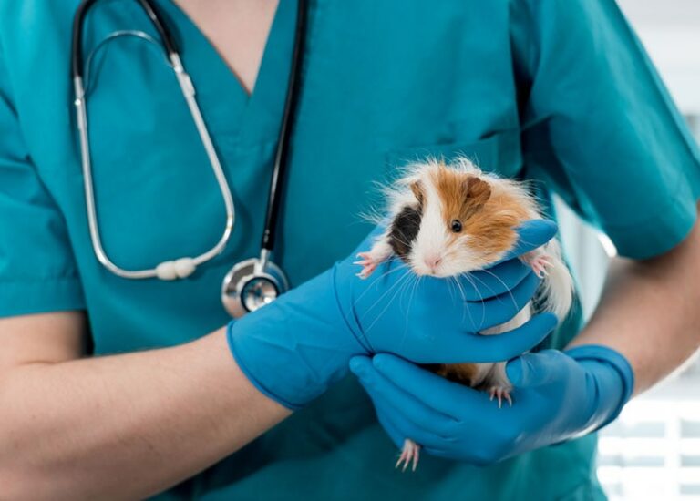 Can Guinea Pigs Throw Up? Vet Approved Facts & FAQ | Hepper Pet Resources