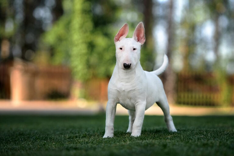 20 White Dog Breeds: Small, Big, Fluffy, & More (With Info & Pictures ...