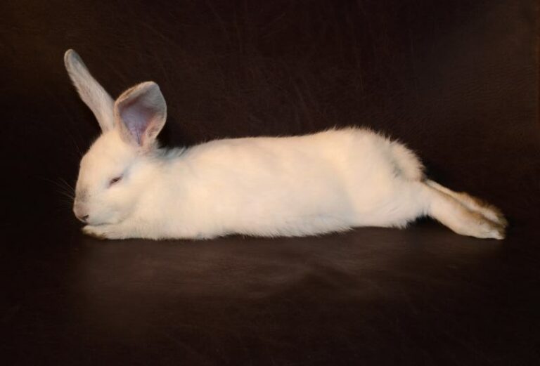 14 Rabbit Sleeping Positions & Their Meanings (With Pictures) | Hepper ...