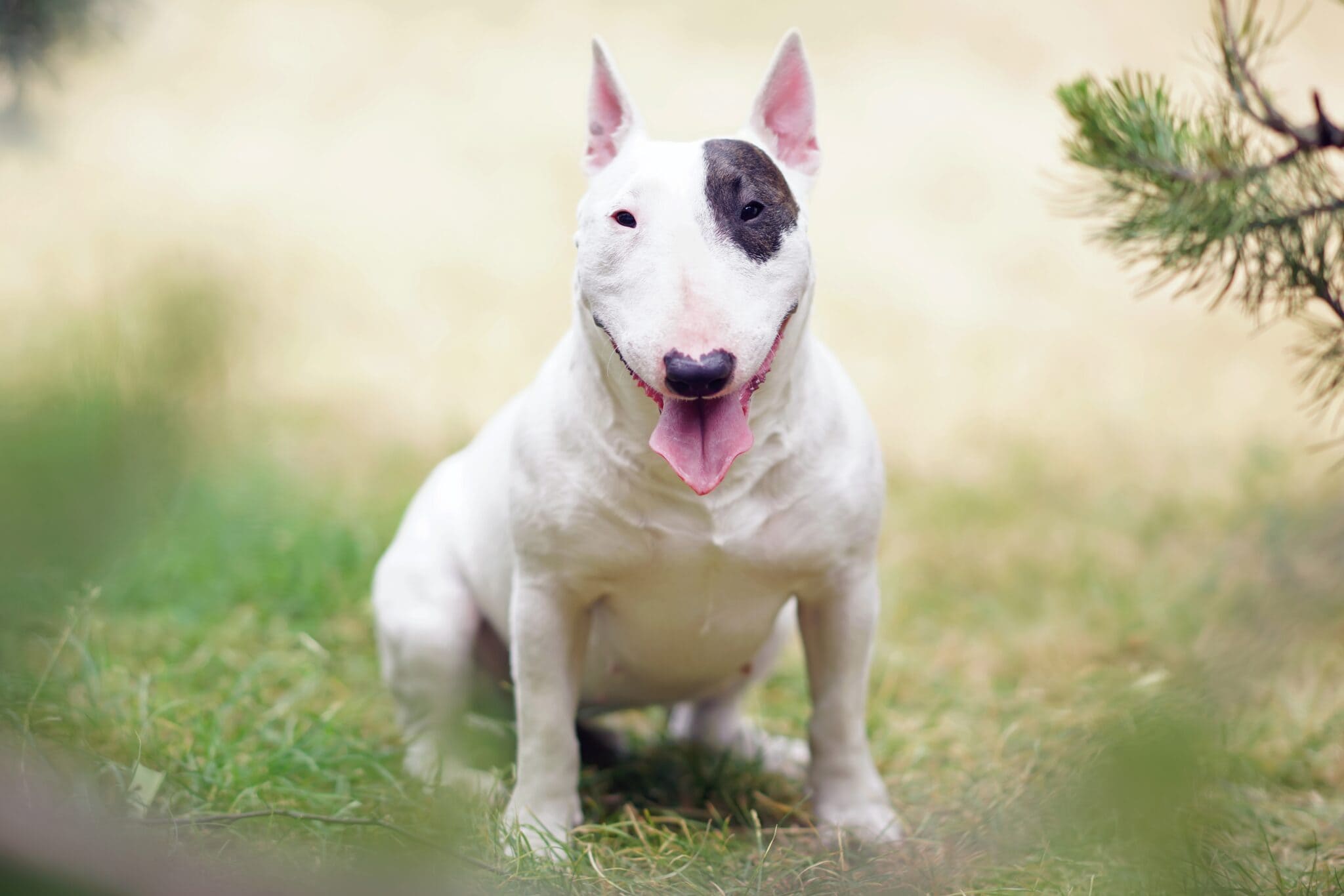Bull Terrier vs Pitbull: The Key Differences (With Pictures) | Hepper ...