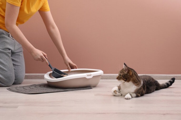 How To Keep a House Clean With Cats:11 Essential Tips | Hepper Pet ...