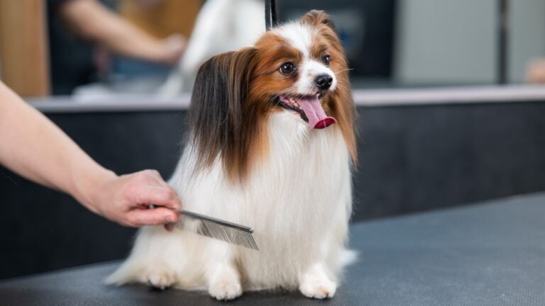How to Groom a Papillon: 7 Expert Tips | Hepper Pet Resources