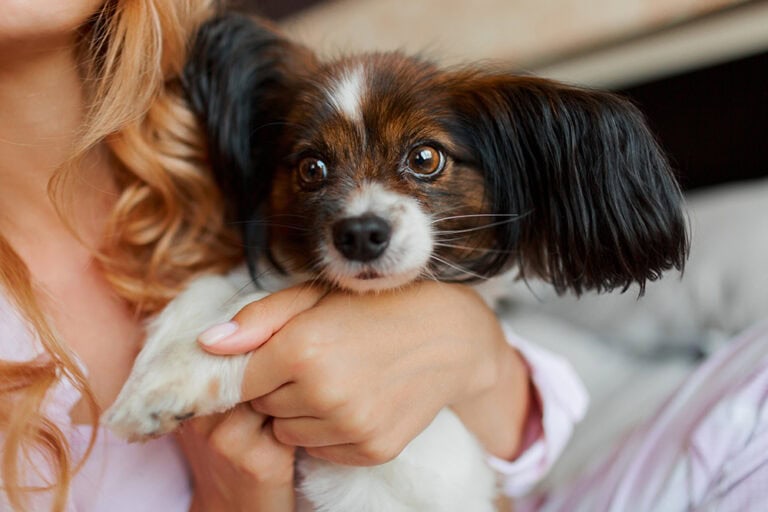 How to Train a Papillon: 16 Expert Tips & Advice | Hepper Pet Resources