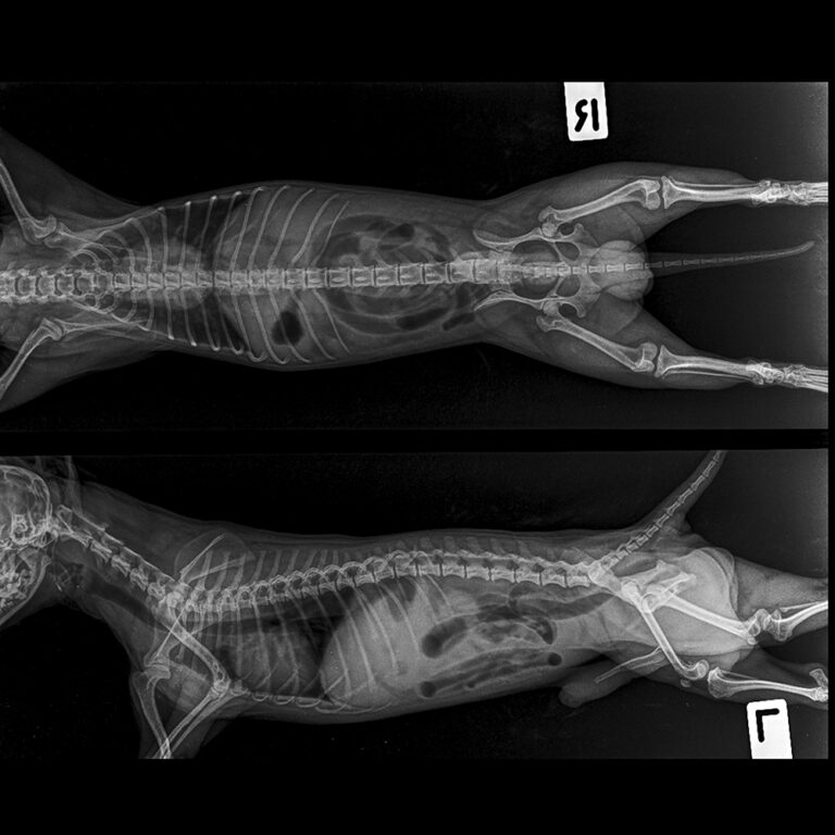 Bully Whippet Syndrome: Double Muscling Explained (Vet Answer) | Hepper ...