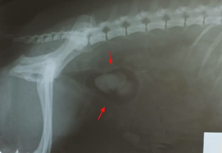 Kidney Stones in Dogs: Our Vet Explains Signs, Causes & Treatment ...
