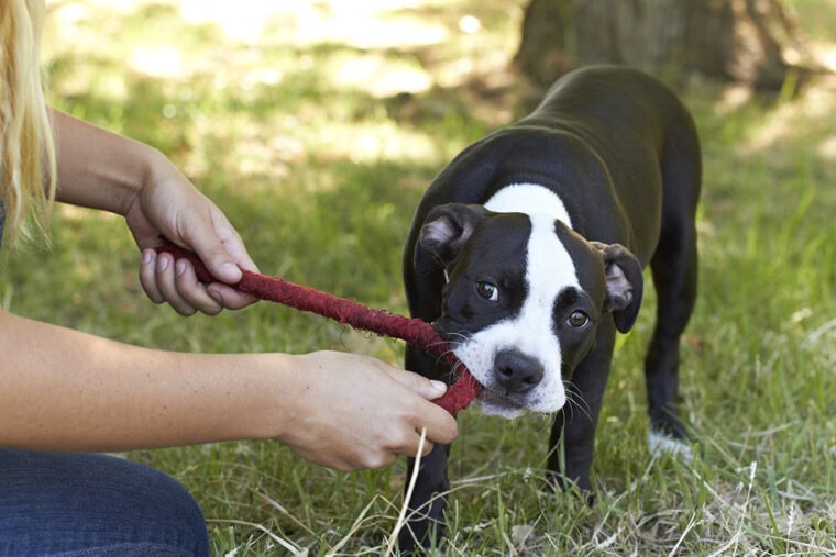 Why Does My Dog Want to Go In And Out Constantly? Behavior Explained ...