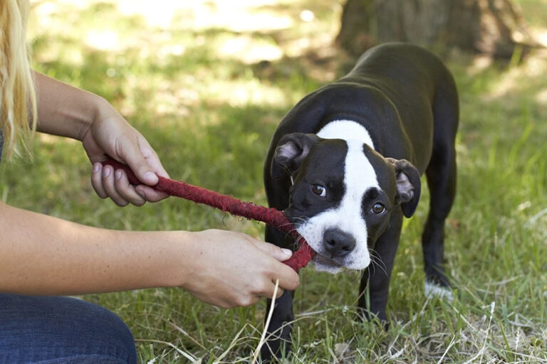 Why Does My Dog Want to Go In And Out Constantly? Behavior Explained ...