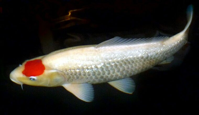 5 Rarest Koi Fish (With Pictures) | Hepper Pet Resources