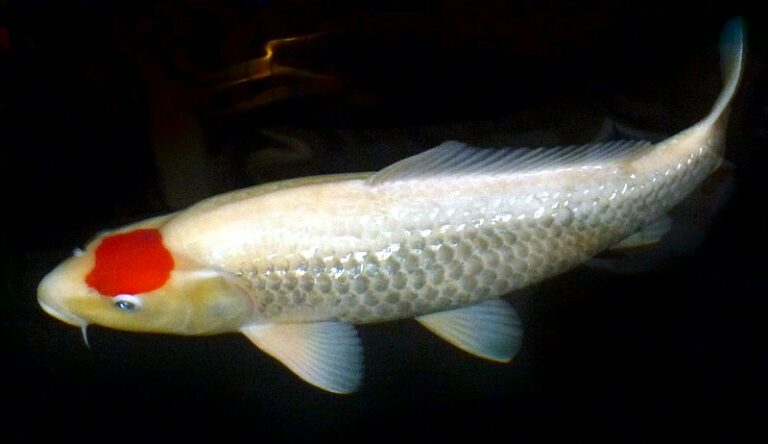 5 Rarest Koi Fish (With Pictures) | Hepper Pet Resources