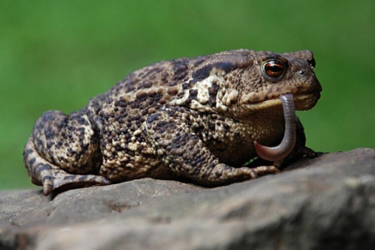 How Long Do Toads Live? Average Lifespan, Data & Care Guide | Hepper ...