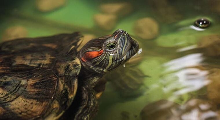 Red-Eared Slider Turtle: Pictures, Facts, Diet & Care Guide | Hepper ...