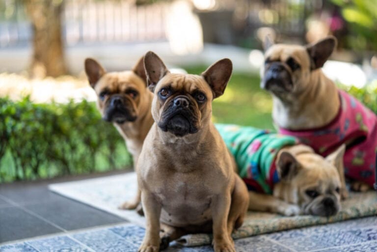 Dog Ear Language: 6 Positions and What They Mean | Hepper Pet Resources