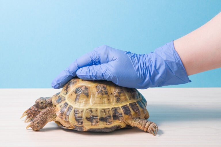 20 Signs a Tortoise Is Dying or Very Sick: Our Vet Answers | Hepper Pet ...