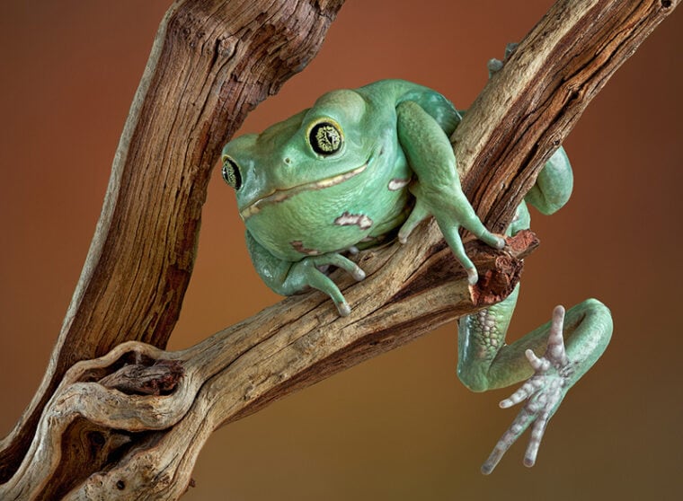 Waxy Monkey Tree Frog: Care, Lifespan, Diet, Pictures & More | Hepper