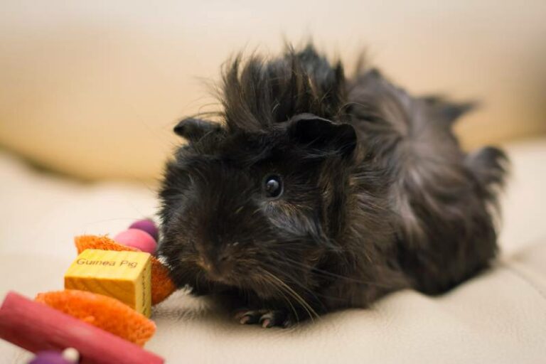 Abyssinian Guinea Pig Breed: Info, Pictures, Temperament & Traits ...