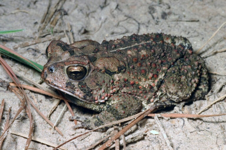 5 Best Pet Toad Species That Are Easy to Look After (Vet-Verified Info ...