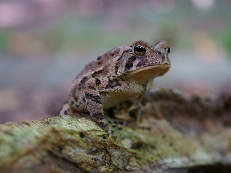 5 Best Pet Toad Species That Are Easy to Look After (Vet-Verified Info ...
