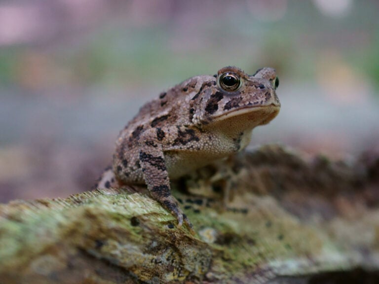 5 Best Pet Toad Species That Are Easy to Look After (Vet-Verified Info ...