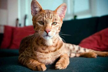 6 Surprising Ashera Cat Facts: Lifespan & Temperament | Hepper Pet ...