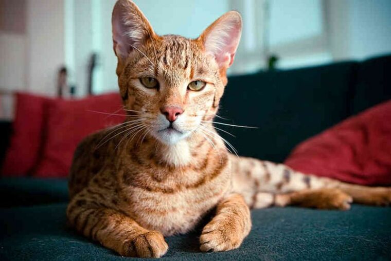 6 Surprising Ashera Cat Facts: Lifespan & Temperament | Hepper Pet Resources