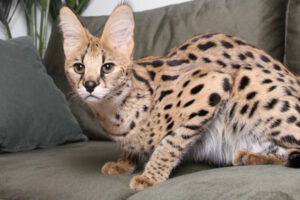 Ashera Cat Breed: Info, Pictures, Characteristics & Facts | Hepper Pet ...