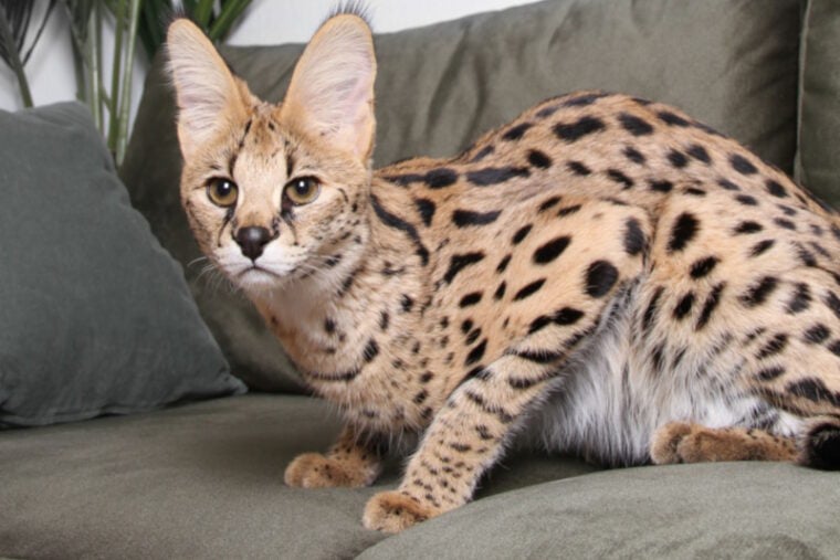 Ashera Cat Breed: Info, Pictures, Characteristics & Facts | Hepper Pet ...