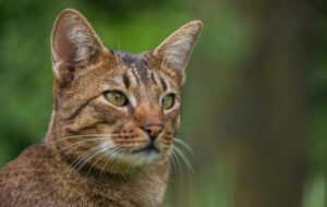 Ashera Cat Breed: Info, Pictures, Characteristics & Facts | Hepper Pet ...