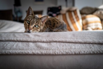 Ashera Cat Breed: Info, Pictures, Characteristics & Facts | Hepper Pet ...
