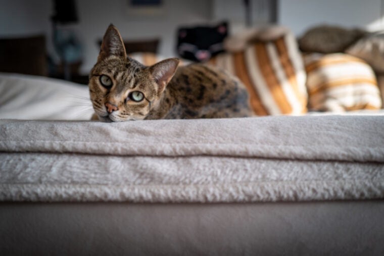 Ashera Cat Breed: Info, Pictures, Characteristics & Facts | Hepper Pet ...