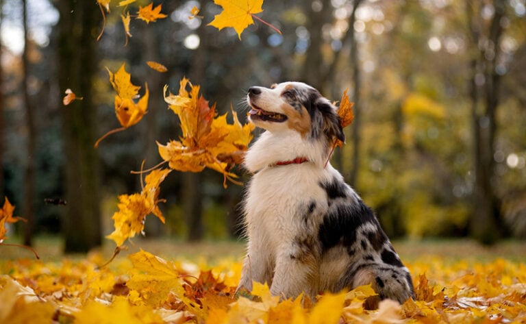 5 Australian Shepherd Haircuts & Grooming Styles in 2026 (with Pictures ...