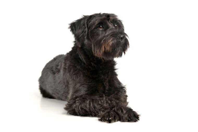 10 Scottish Terrier Mixes (With Pictures) | Hepper Pet Resources
