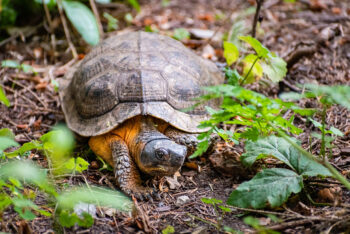 Wood Turtle: Pictures, Facts, Diet & Care Guide | Hepper Pet Resources