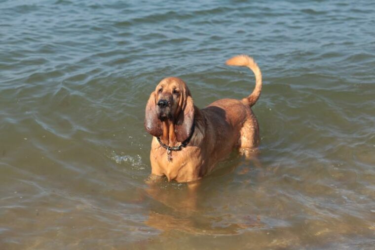 5 Common Bloodhound Health Issues: Our Vet Explains Signs & Treatments ...