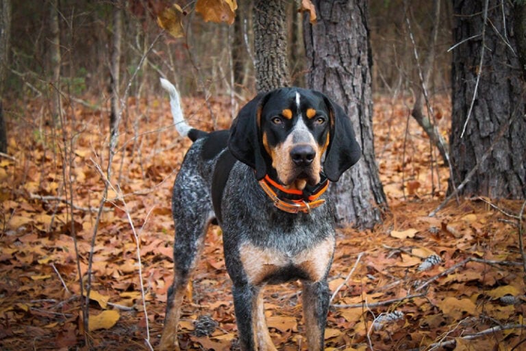 15 Dog Breeds With Amber Eyes: Info, Pictures, Facts & History | Hepper ...
