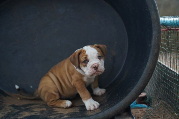 American Bandogge: Info, Pictures, Care Guide, Temperament & Traits ...