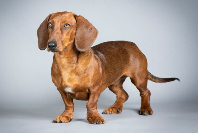 20 Red Dog Breeds: Info, History, Pictures & Facts | Hepper Pet Resources