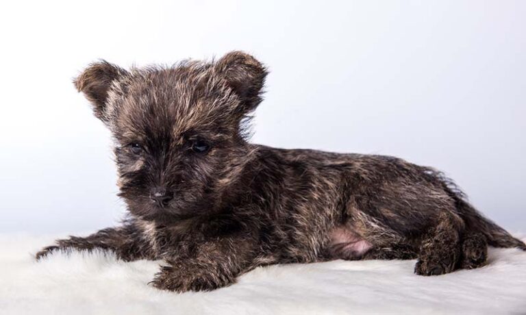 6 Scottish Terrier Colors (With Pictures) | Hepper Pet Resources