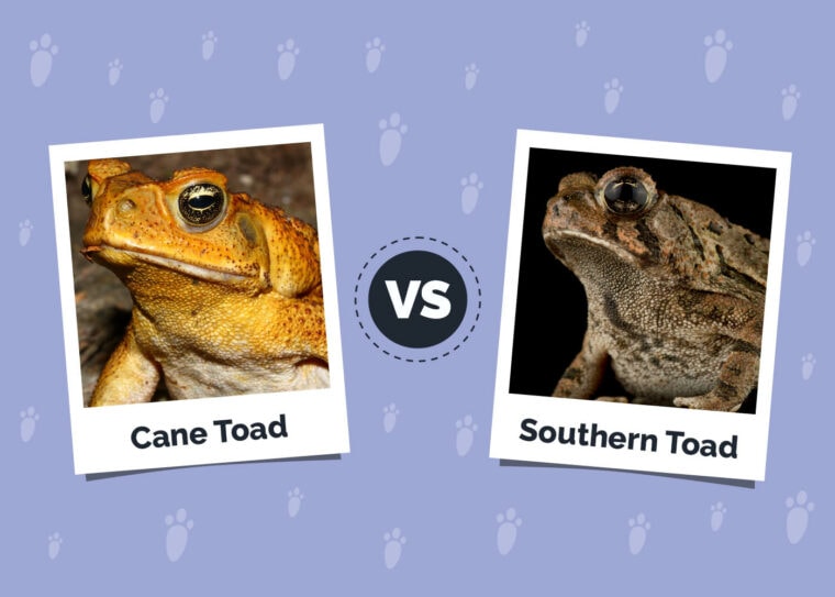 Frog vs Toad: Vet-Reviewed Differences (With Pictures) | Hepper Pet ...