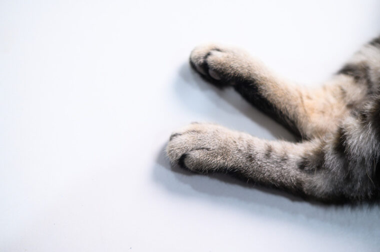 8 Signs of Nerve Damage in Cats to Watch Out For (Vet Answer) | Hepper ...